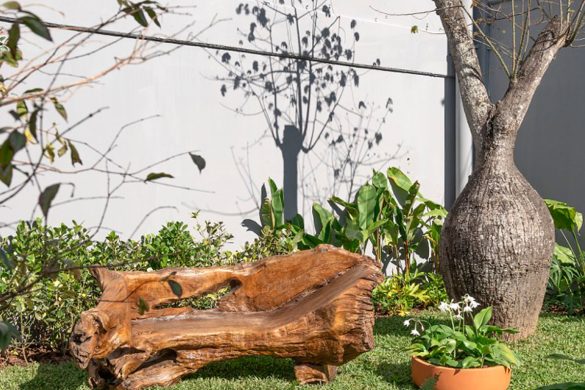 Arbusto: O Que É? +26 Espécies Para Incluir Nos Projetos de Paisagismo